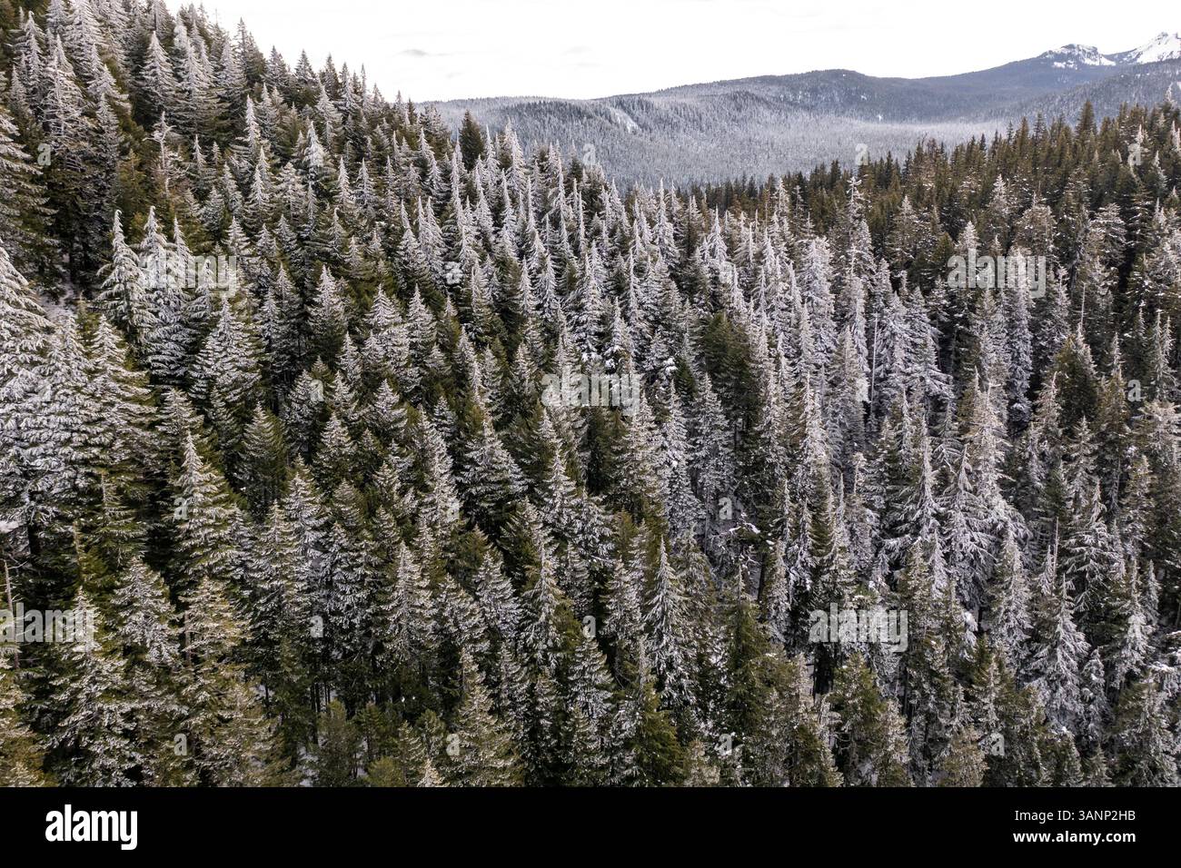 Aerial view of a forest with pine trees, Oregon, United States Stock ...