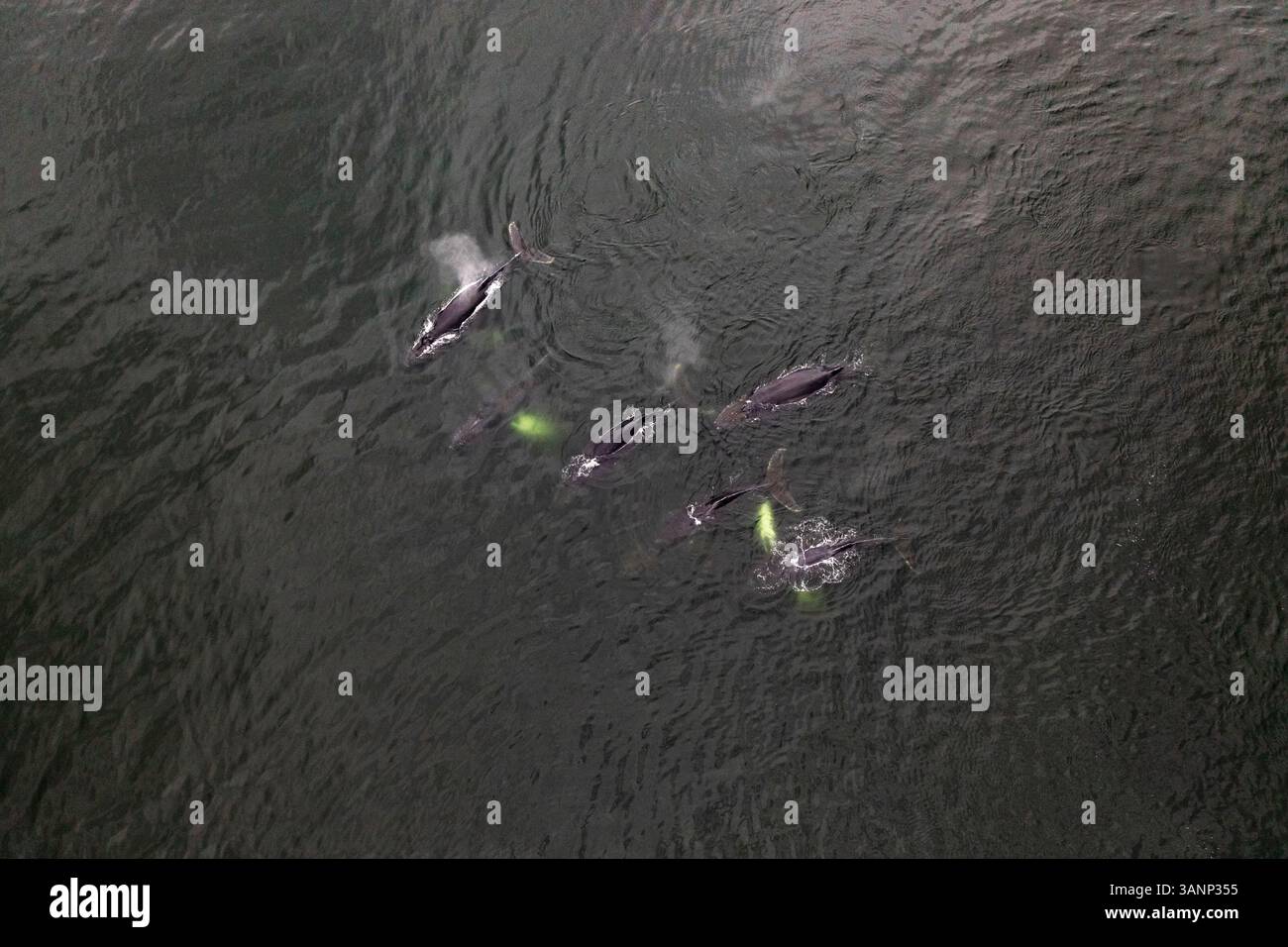 Aerial view of Killer Whales along the coast in Broad Bay, Unalaska ...