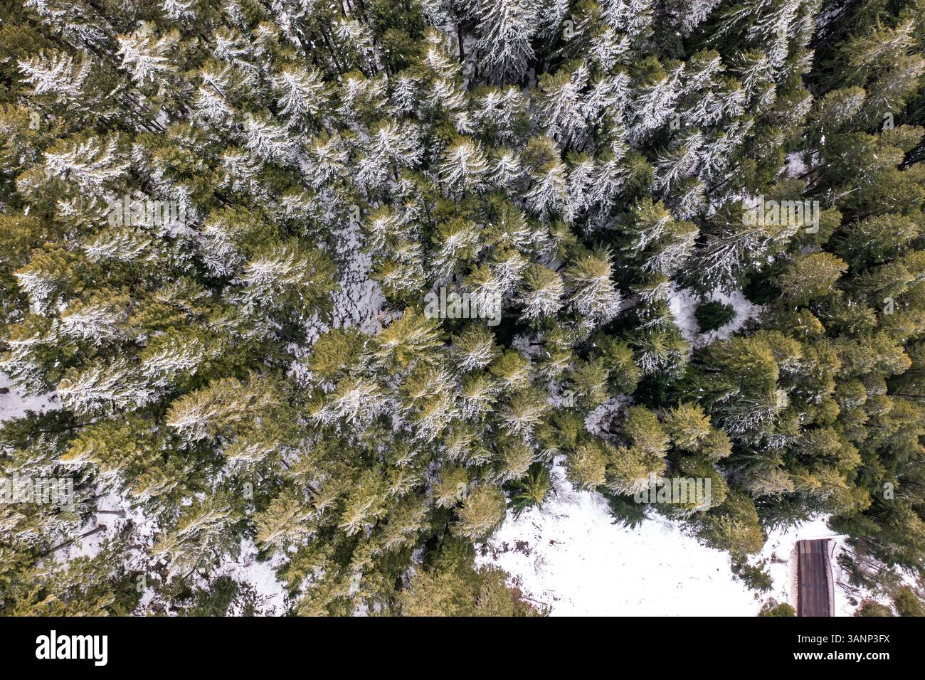 Aerial view of a forest with pine trees, Oregon, United States Stock ...