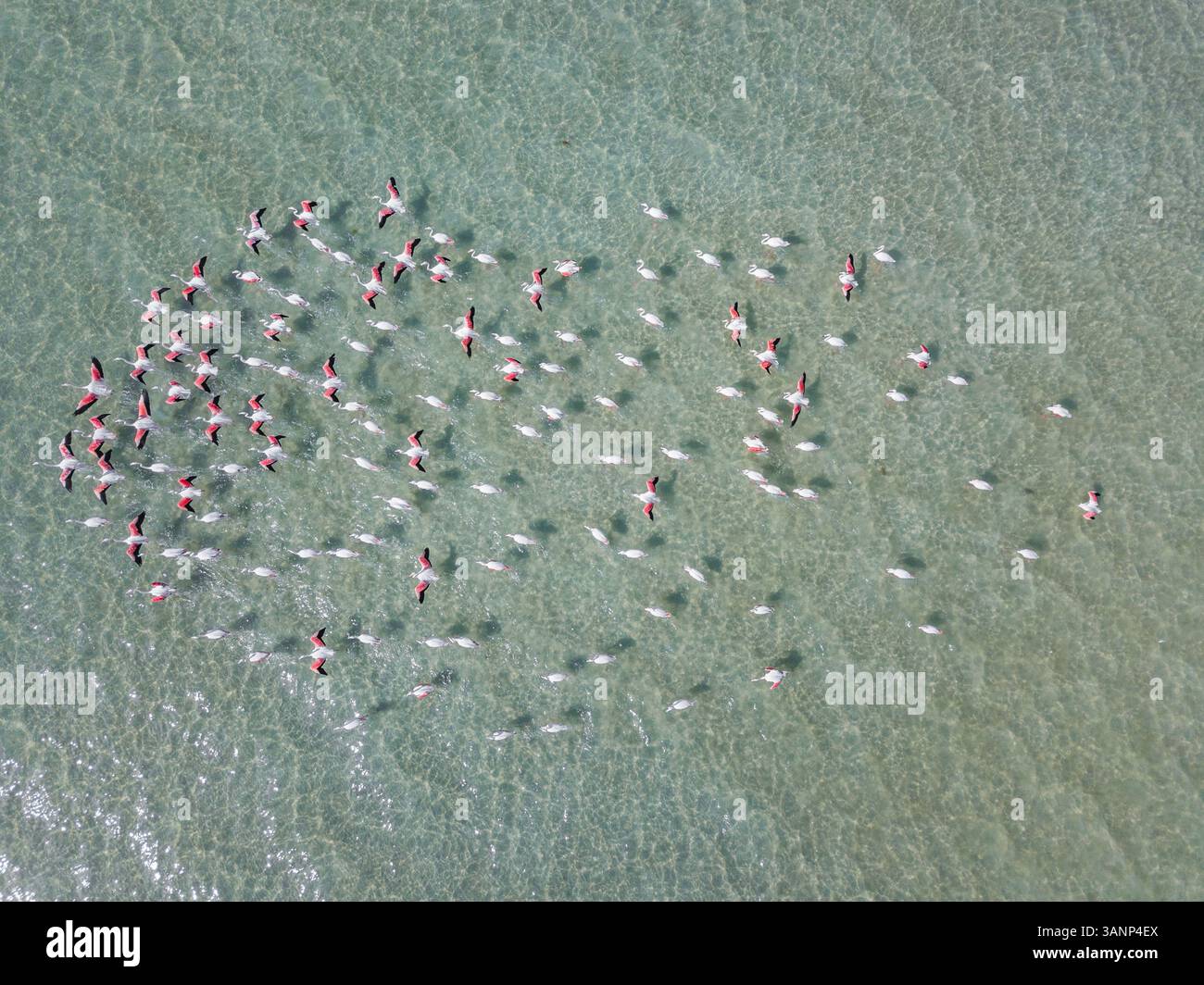Aerial view of flamingos in flight in National Park Marine Protected ...