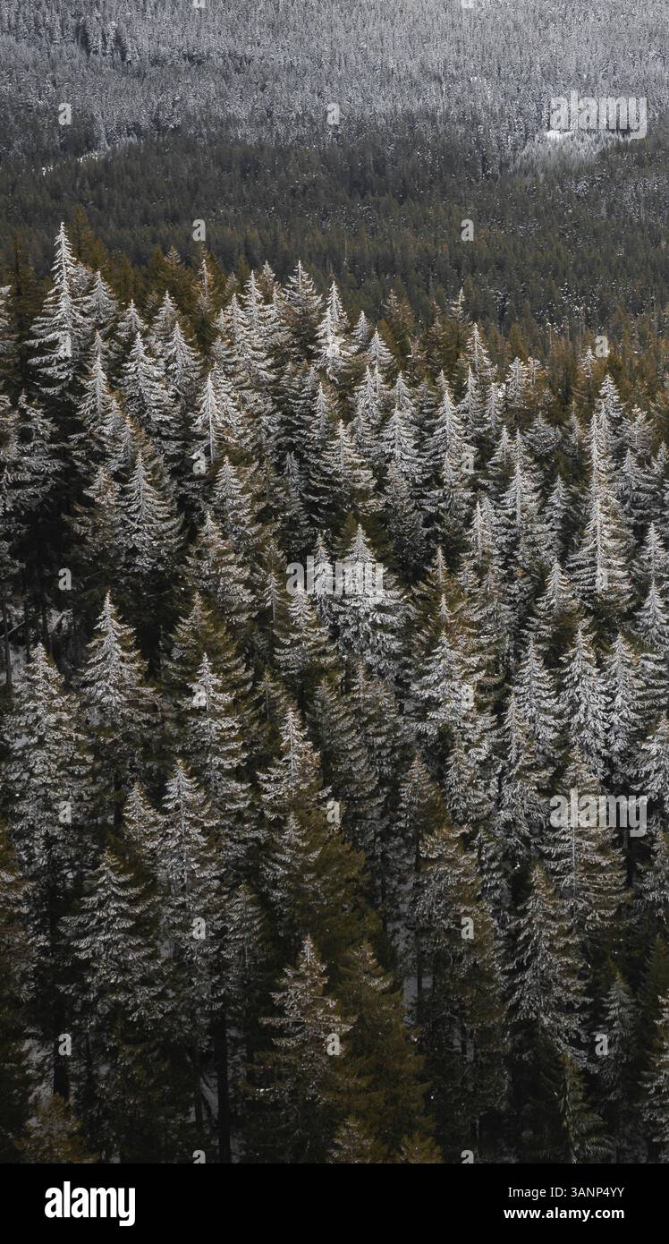 Aerial view of a forest with pine trees, Oregon, United States Stock ...
