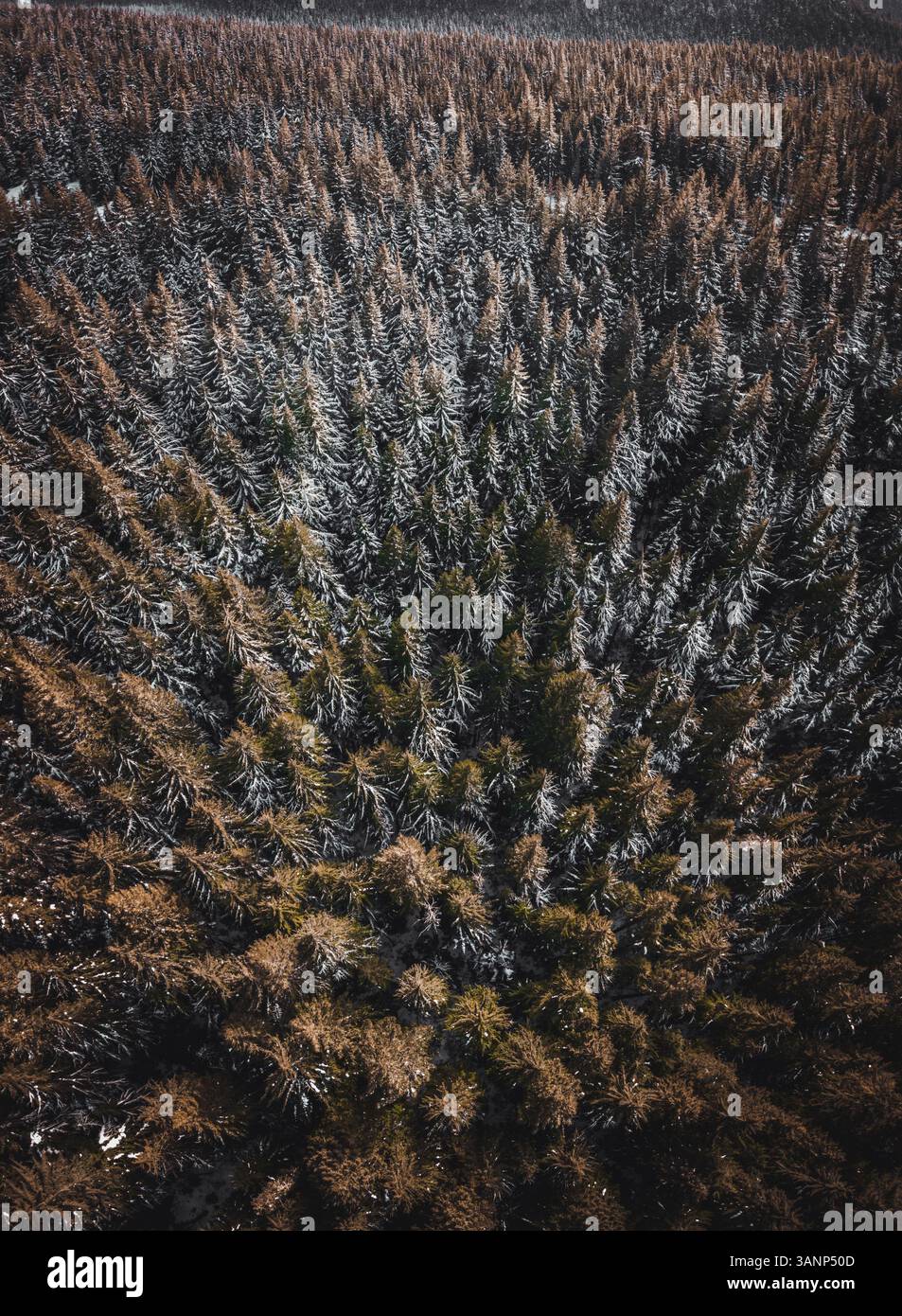 Aerial view of a forest with pine trees, Oregon, United States Stock ...