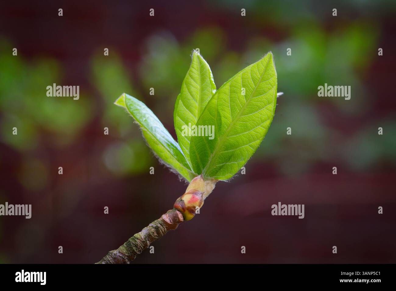 young fresh leaves unfold from the bud of a Nyssa sylvatica tupelo tree ...