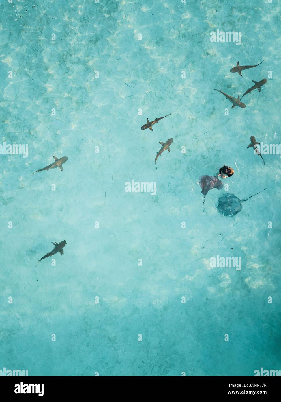 Aerial view of a diver feeding mantas and sharks in the transparent sea ...