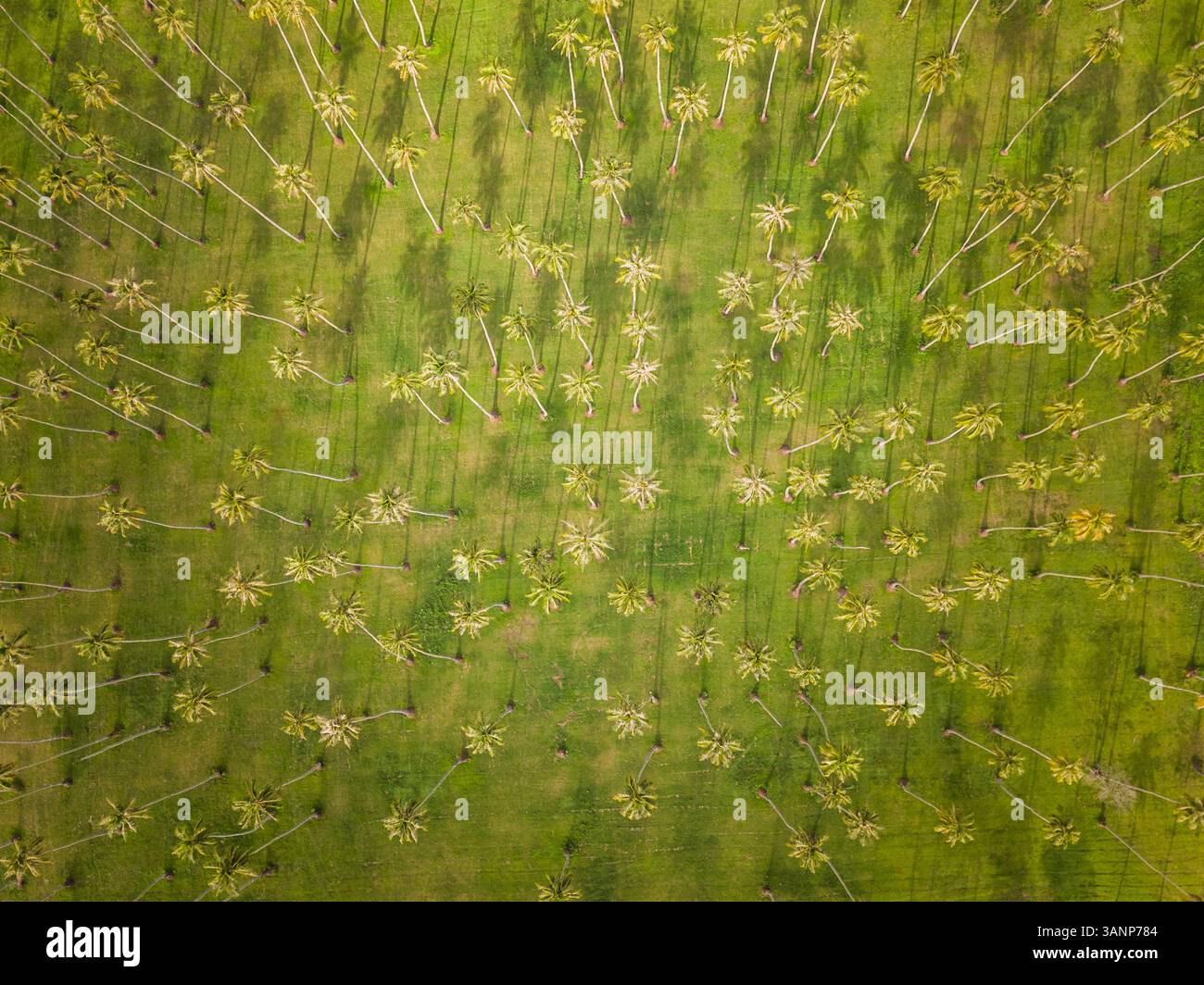 Aerial view of a forest of palm trees on Tahiti coast, French Polynesia ...