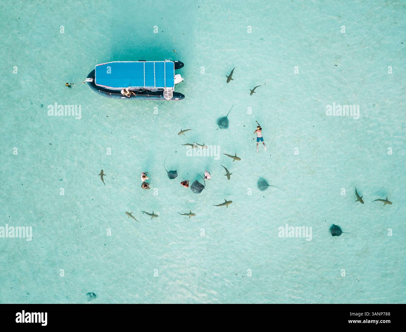 Aerial view of people swimming with sharks and sting rays in ...