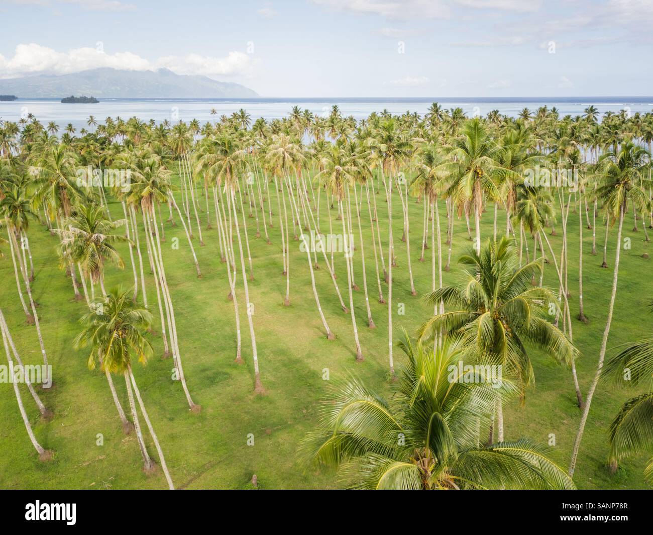 Aerial view of a forest of palm trees in Tahiti coast, French Polynesia ...