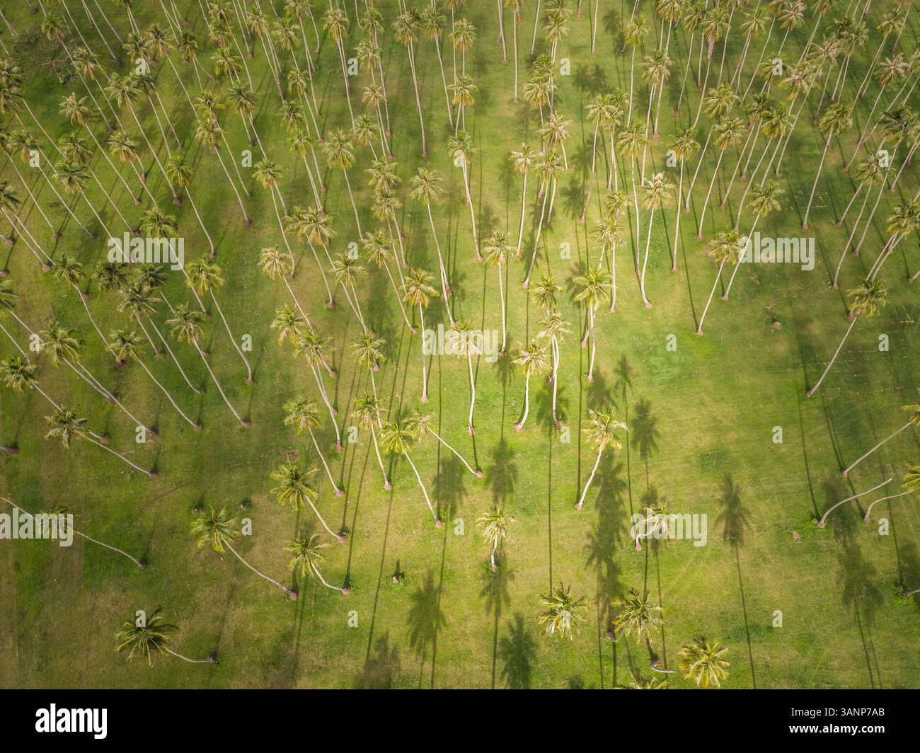 Aerial view of a forest of palm trees on Tahiti coast, French Polynesia ...
