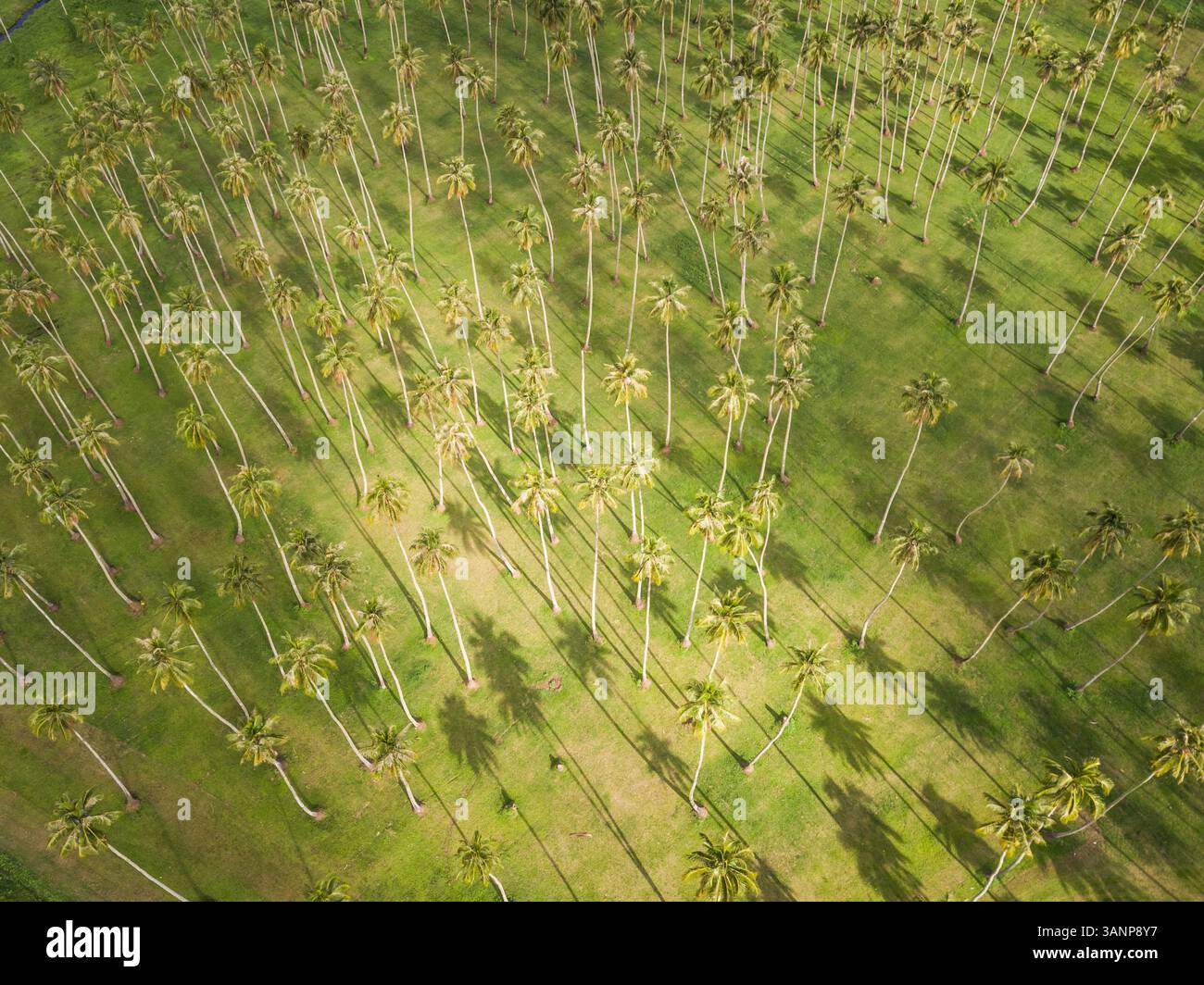 Aerial view of a forest of palm trees on Tahiti coast, French Polynesia ...