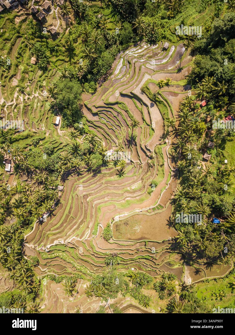 Aerial view of rice terrace in Bali, Indonesia Stock Photo - Alamy