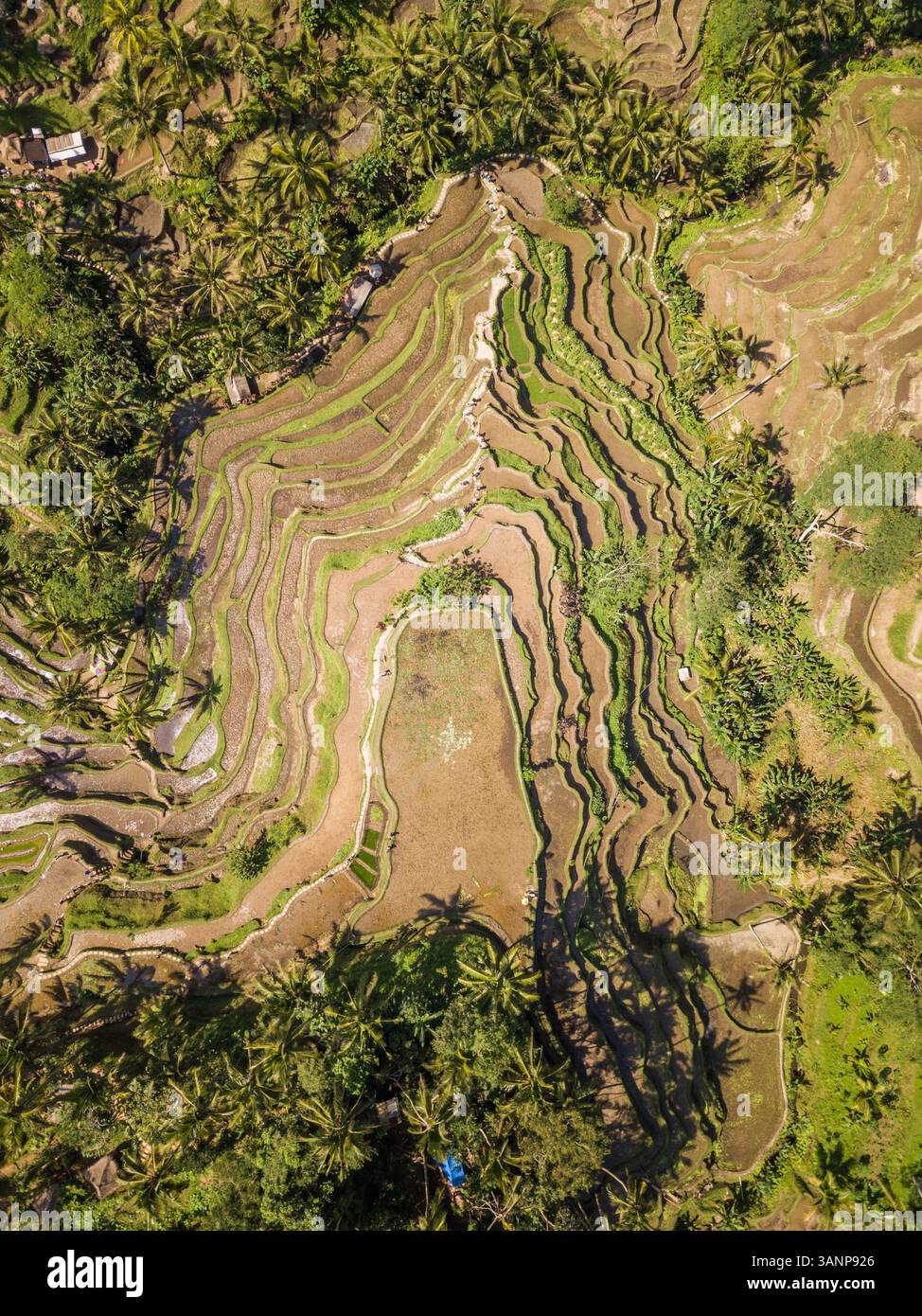 Aerial view of rice terrace in Bali, Indonesia Stock Photo - Alamy