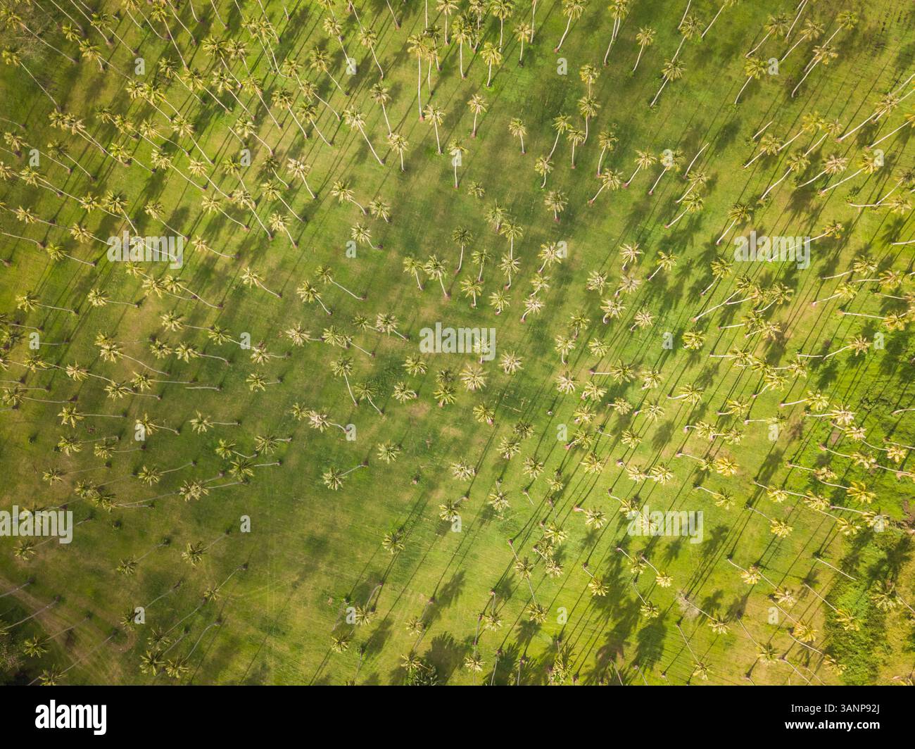 Aerial view of a forest of palm trees on Tahiti coast, French Polynesia ...