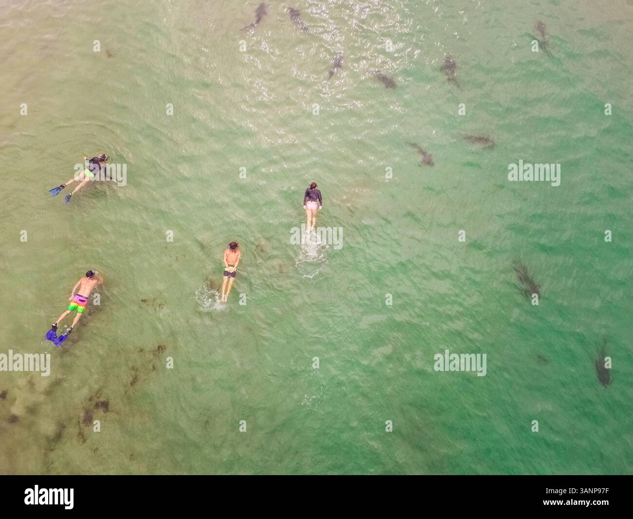 Aerial view of people scuba diving in La Jolla underwater park in San ...
