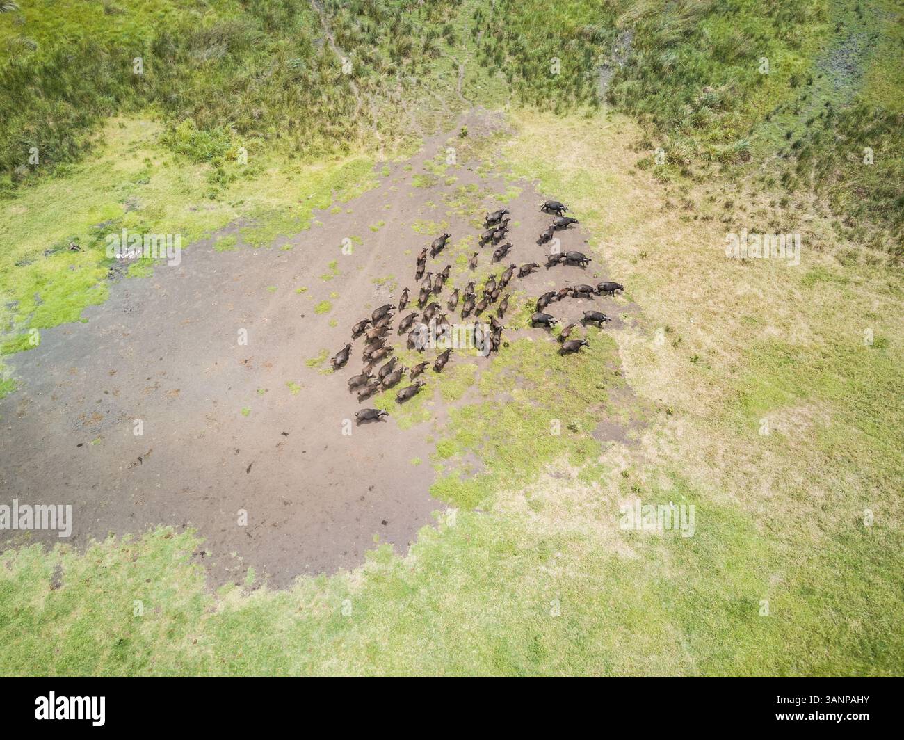 Aerial view of a buffalo herd in Tanzania Stock Photo - Alamy