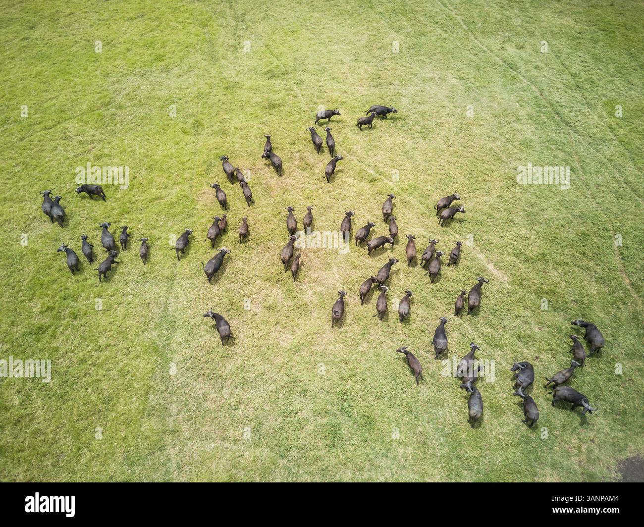 Aerial drone wild buffaloes in hi-res stock photography and images - Alamy