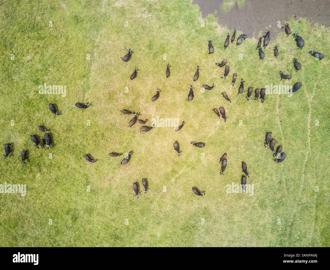 Aerial view of a buffalo herd in Tanzania Stock Photo - Alamy
