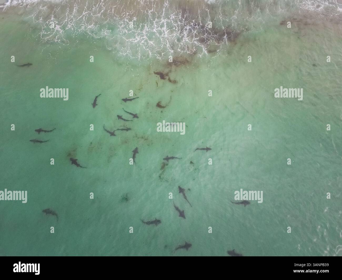 Aerial view of small sharks in the pacific ocean on San Diego coast ...
