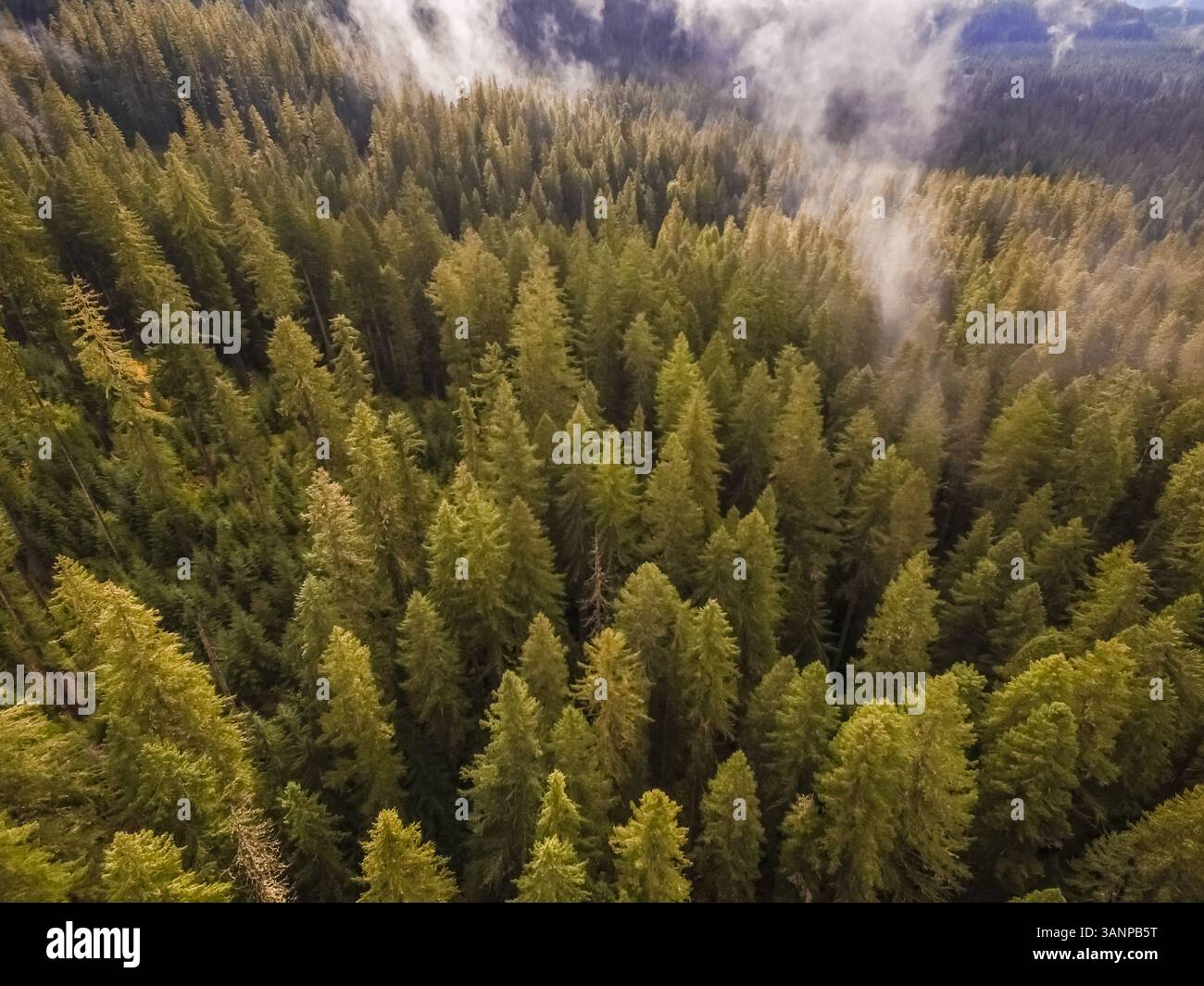 Aerial view of a forest in Oregon, USA Stock Photo - Alamy