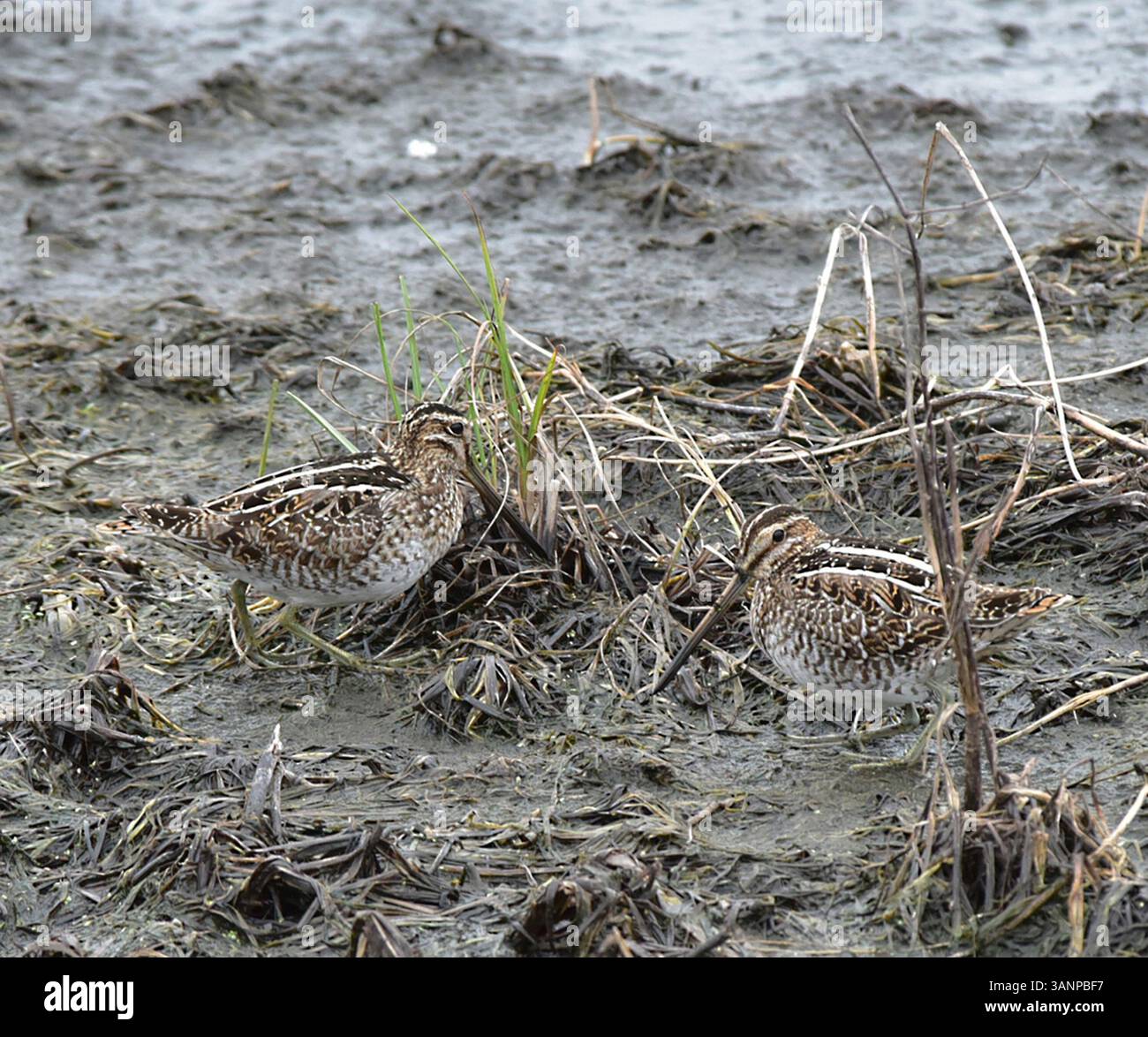 Highly cryptically-colored shorebird. Prefers muddy areas for deep bill ...
