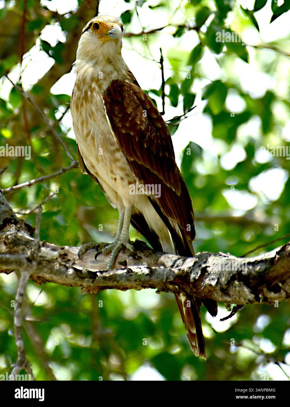 Paleosubspecies in florida hi-res stock photography and images - Alamy