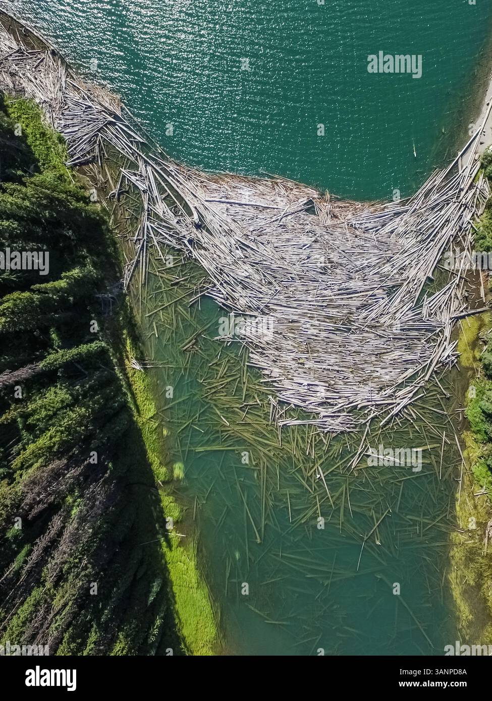 Aerial view of floating wood on the Duffey Lake, Provincial Park ...