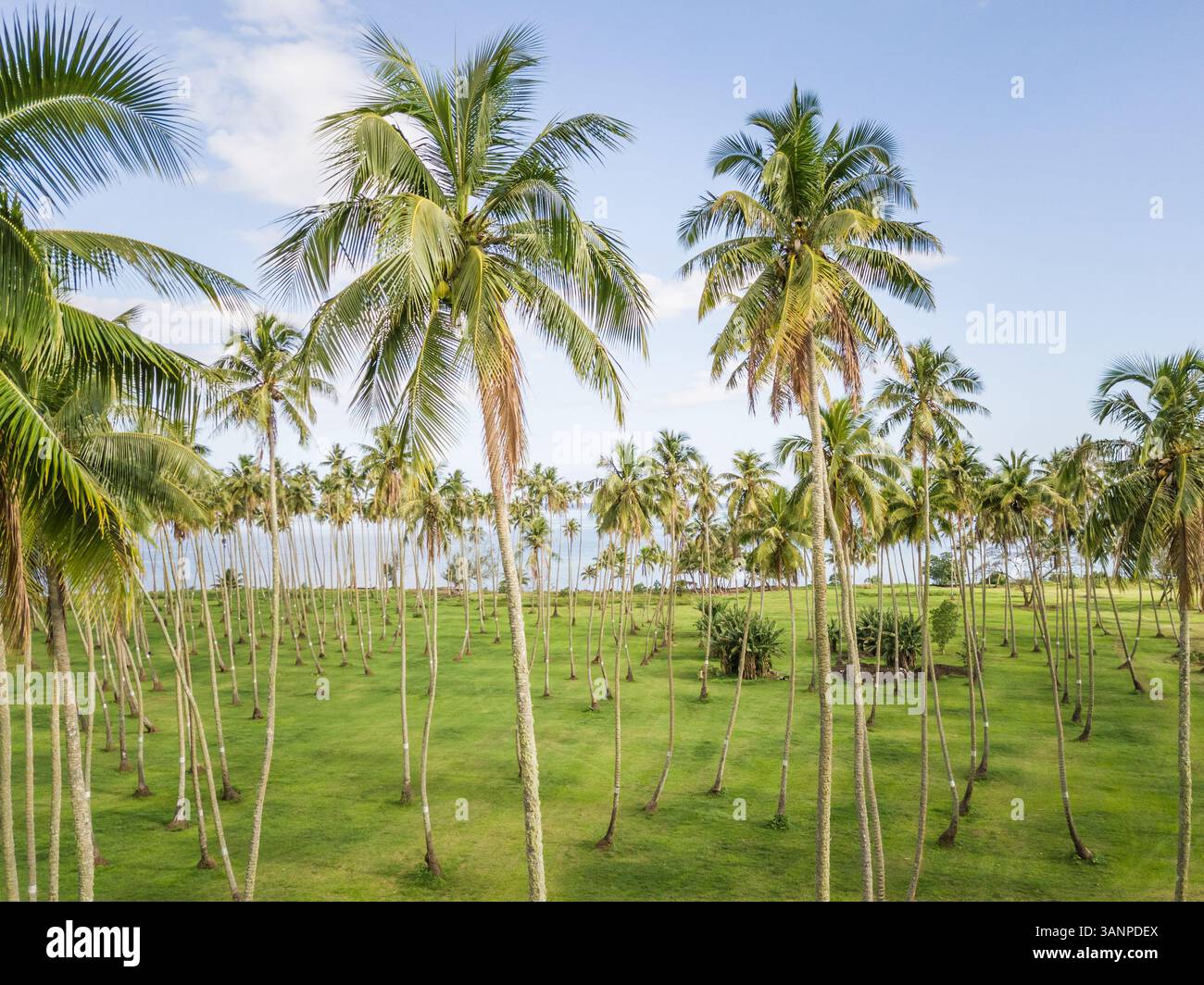Aerial view of a forest of palm trees on Tahiti coast, French Polynesia ...