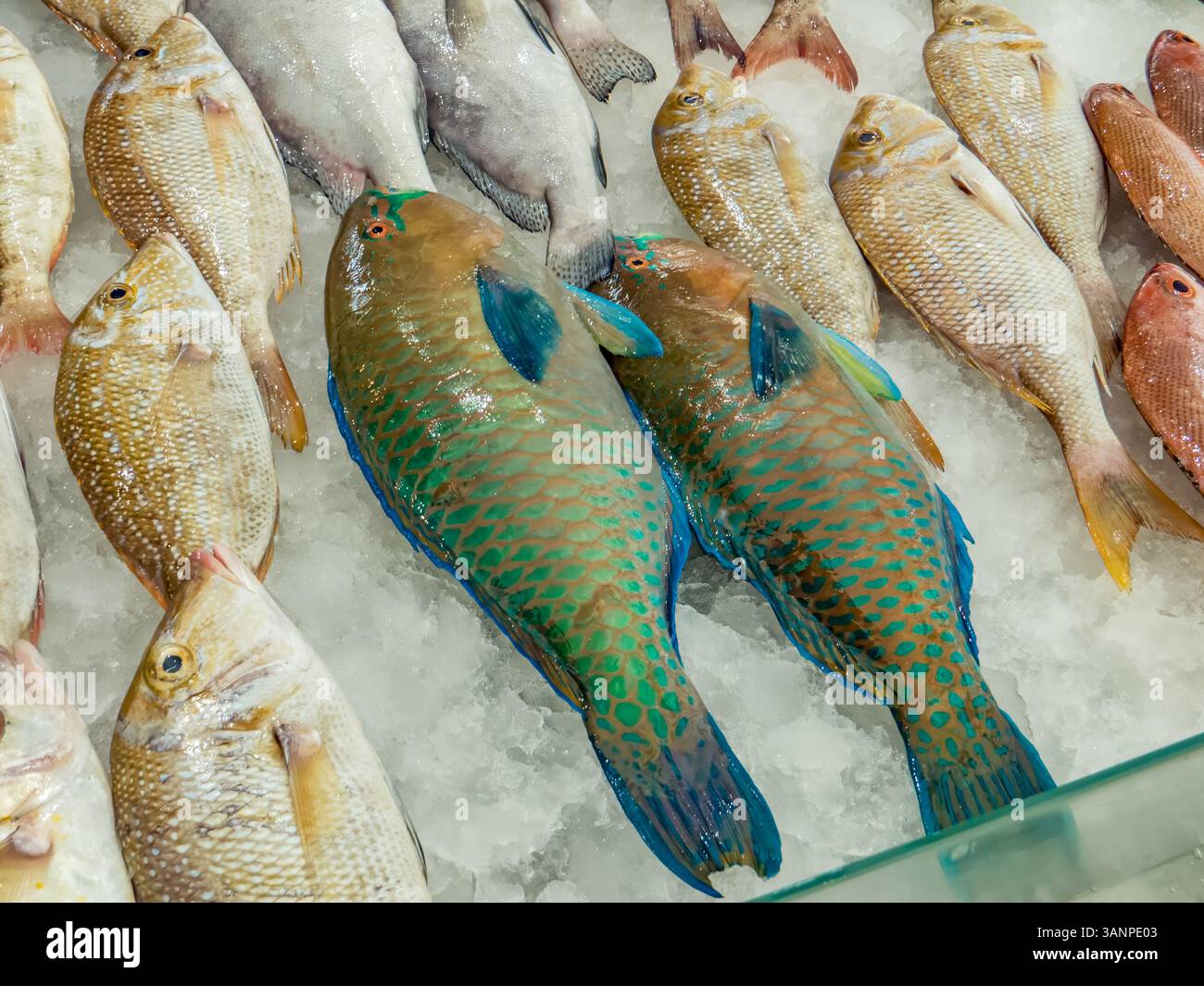 Sharjah. UAE. Souq Al Jubail. Fish Market in Sharjah, UAE. Buy the ...