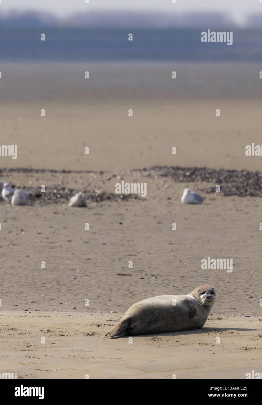 Seals at the sandbank in the Netherlands Stock Photo - Alamy