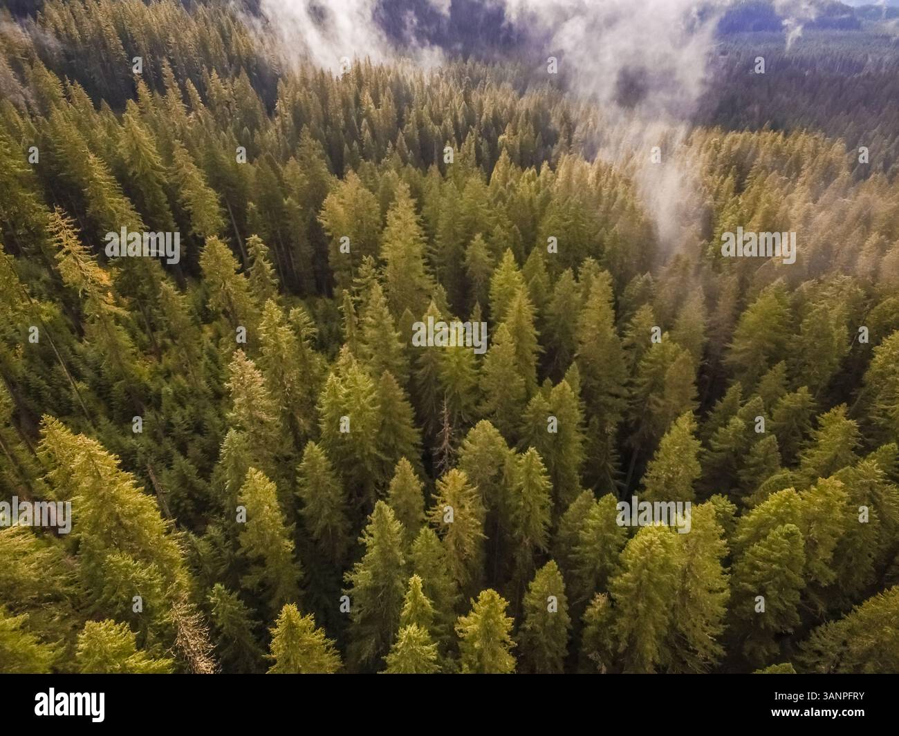 Aerial view of a forest in Oregon, USA Stock Photo - Alamy