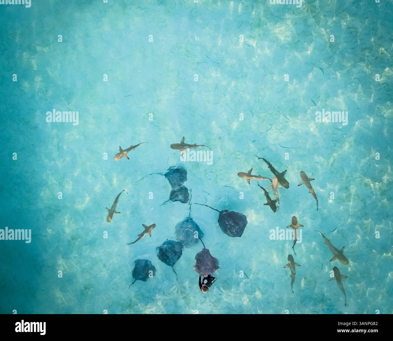 MOOREA ISLAND, FRENCH POLYNESIA - 18 September 2017 : Aerial view of a ...