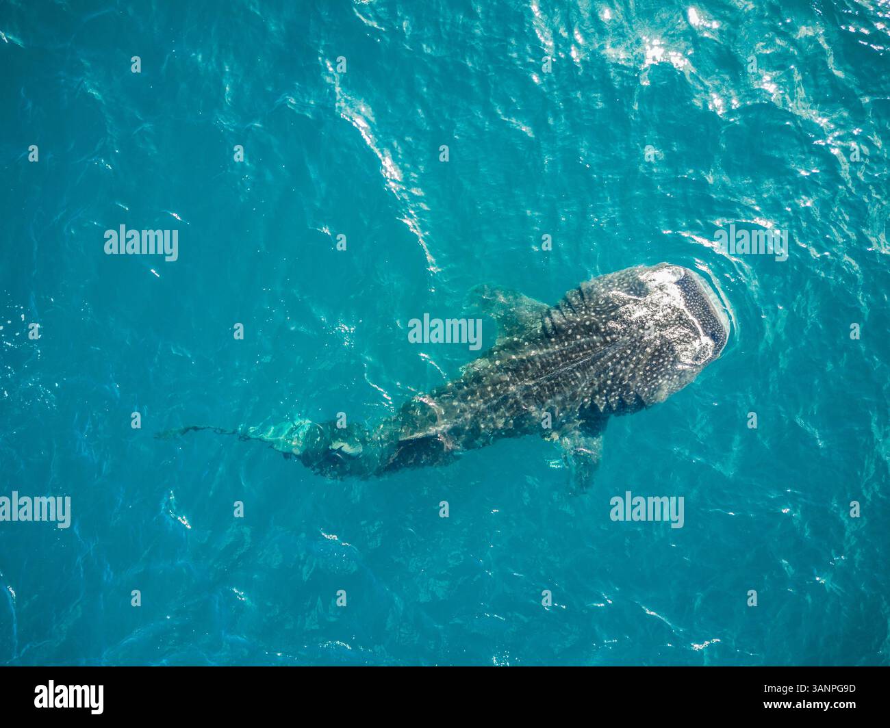 Aerial view of an impressive whale shark in the sea of Mafia Island in ...