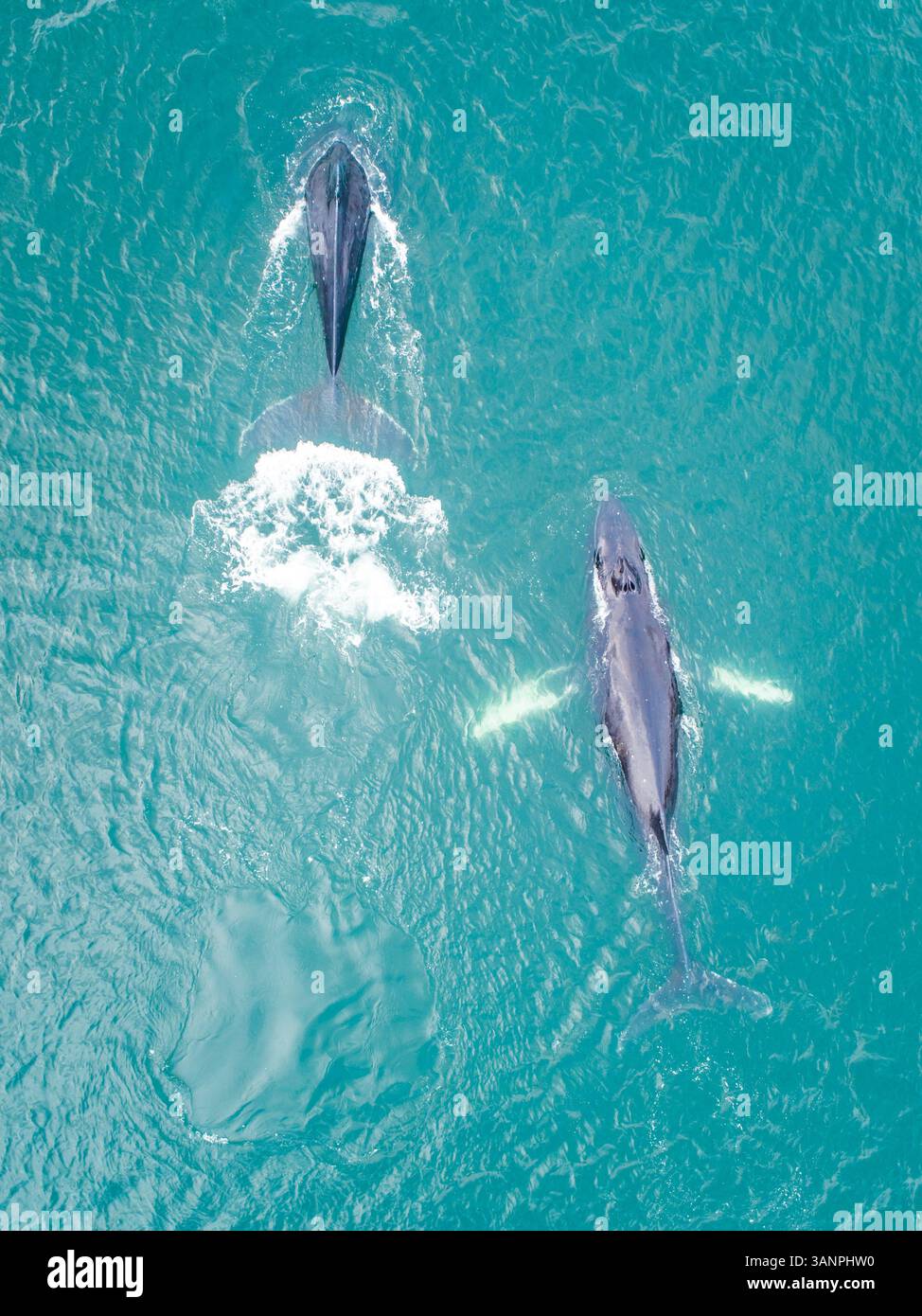 Two whales surface together in hi-res stock photography and images - Alamy