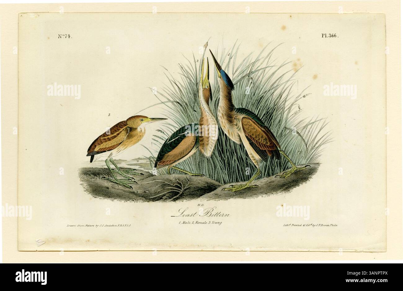 John James Audubon’s print 'Least Bittern' depicts the small, elusive ...
