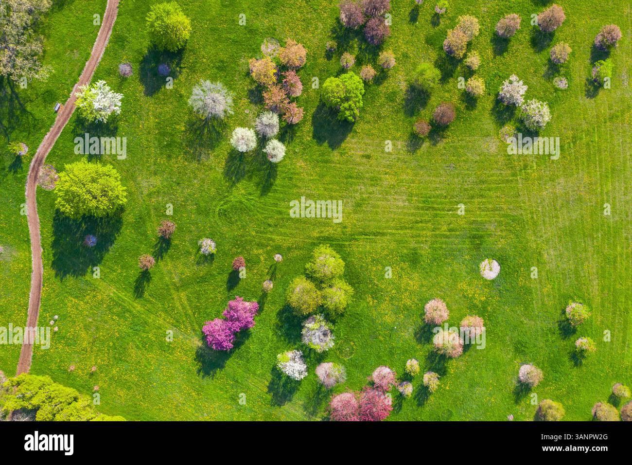 Aerial view of trees blossoming in springs at the Morton Arboretum in ...