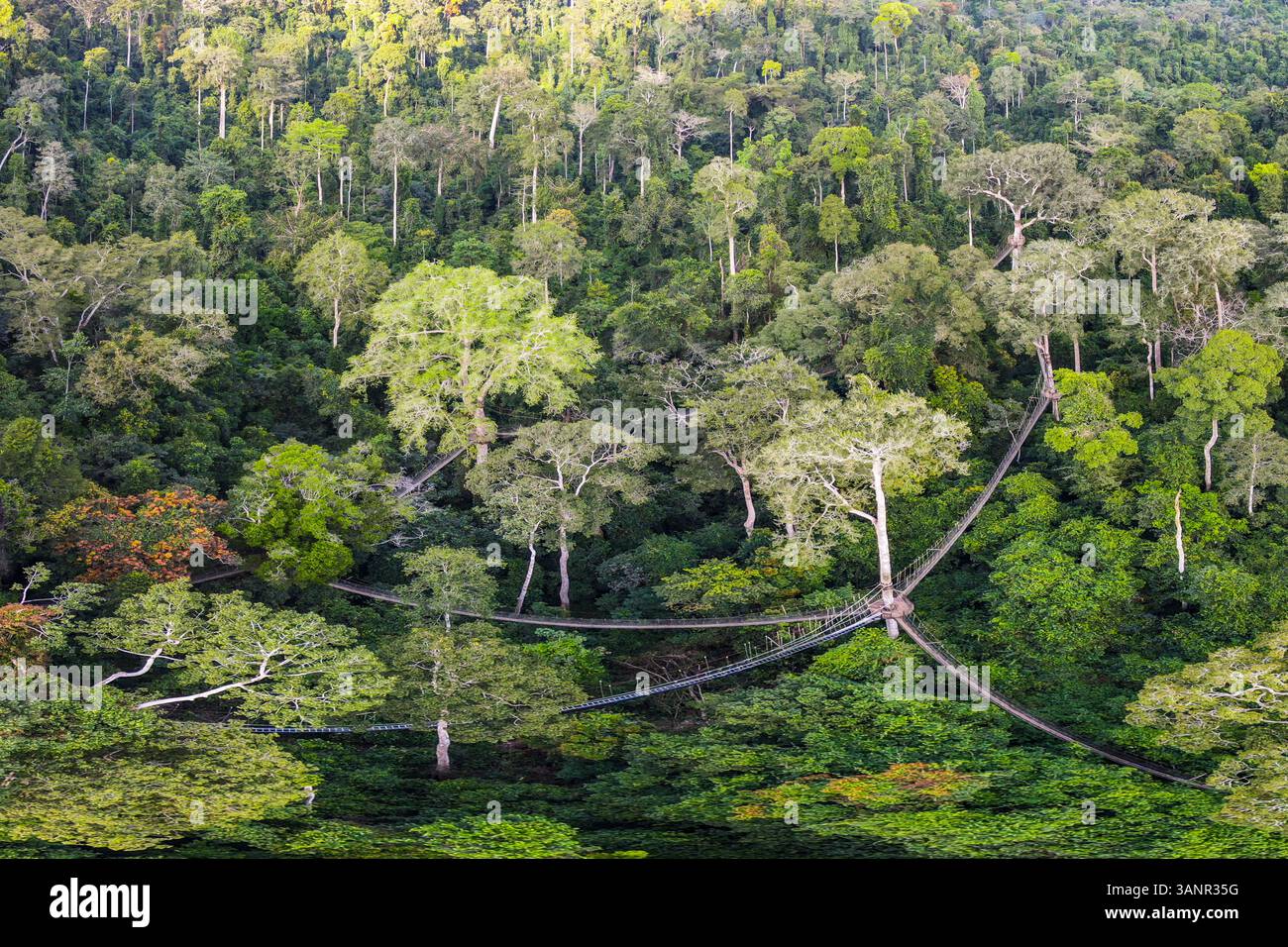 Aerial view of Kakum National Park, Canopy Walk, Central Region, Ghana ...