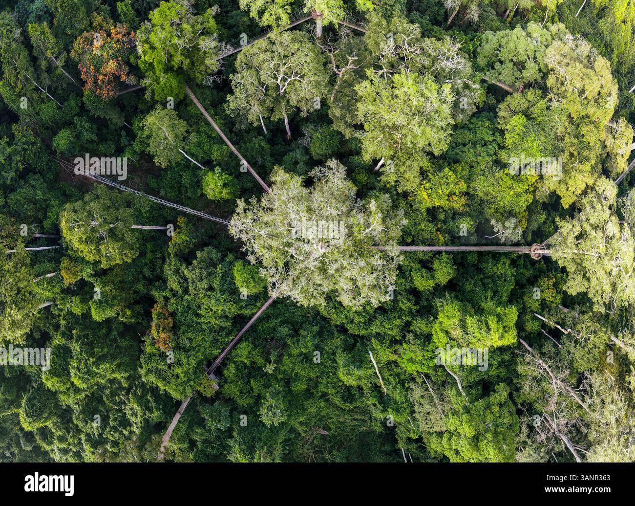 Aerial view of Kakum National Park, Canopy walk, Central Region, Ghana ...