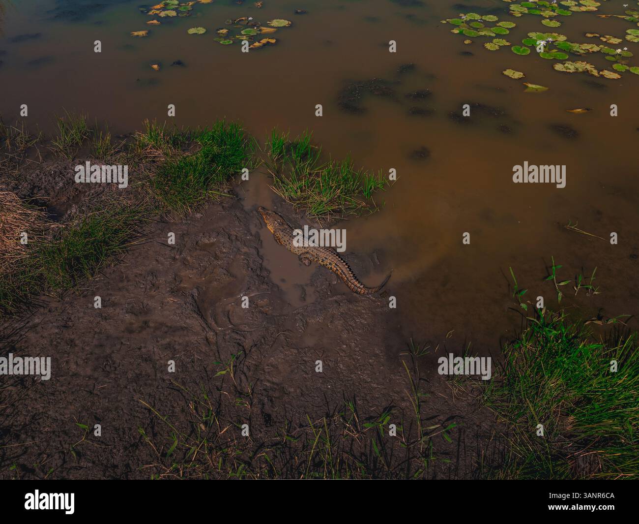 Aerial view of crocodile-infested wetland with lush vegetation, Middle ...