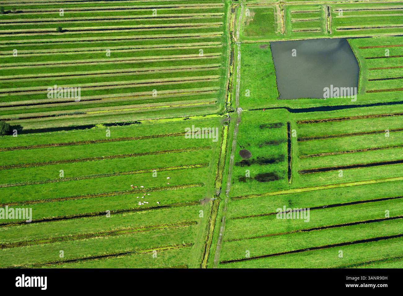 Aerial view of green agricultural fields with rows and a pond, Curslack ...
