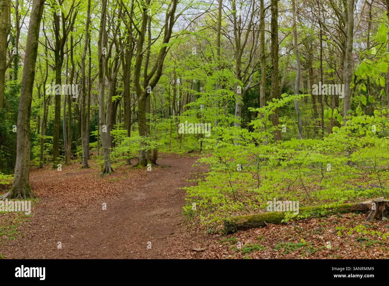 New growth on beech trees along a woodland trail in spring Stock Photo ...