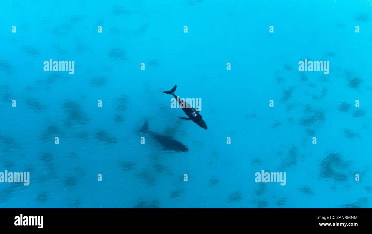 Aerial view whales along hi-res stock photography and images - Alamy