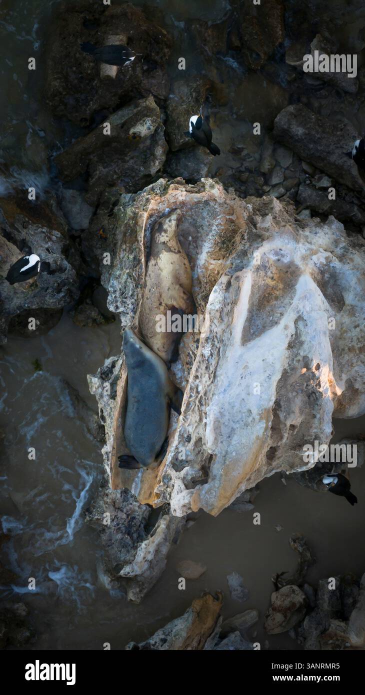 Aerial view of natural forms and patterns by the sea with sea lions and ...