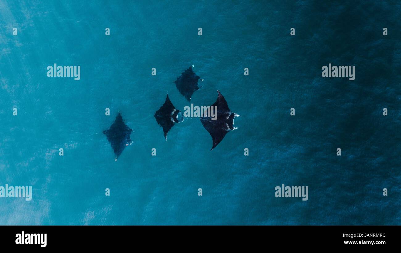 Aerial view of Manta Rays in Bali Sea, Badung, Indonesia Stock Photo ...