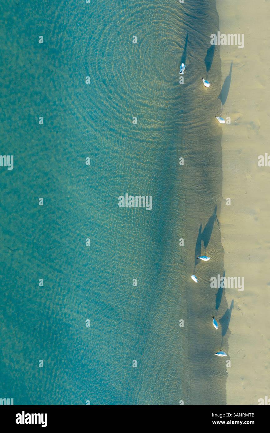 Aerial view of sandy beach with seagulls, Perth, Western Australia ...