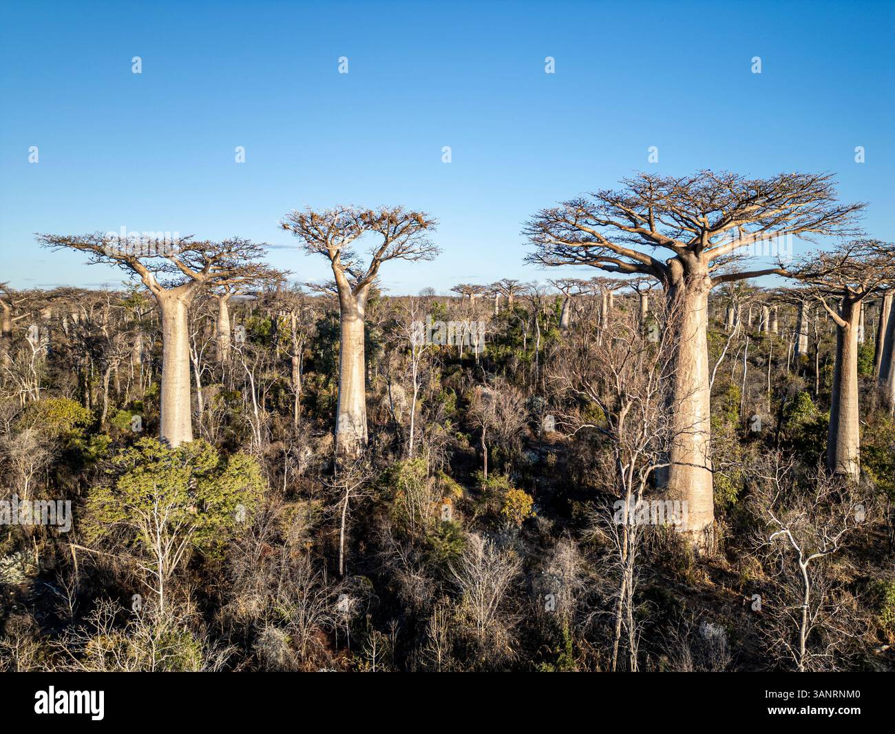 Aerial view of lush baobab forest with unique trees and serene ...