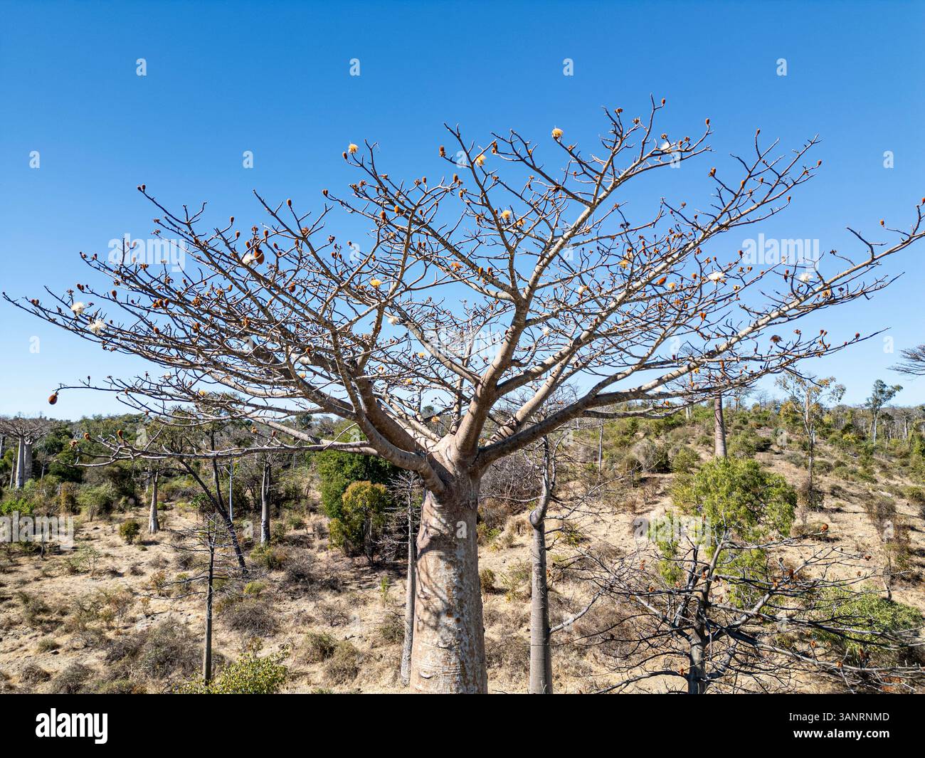 Aerial view of unique baobab trees in a dry forest landscape, Toliara ...