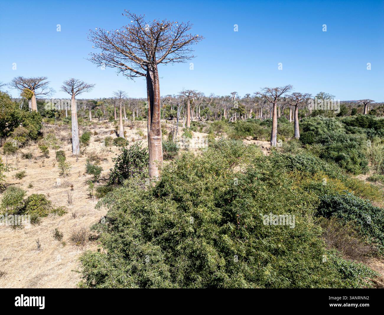 Aerial view of baobab trees in a serene and untouched forest, Toliara ...