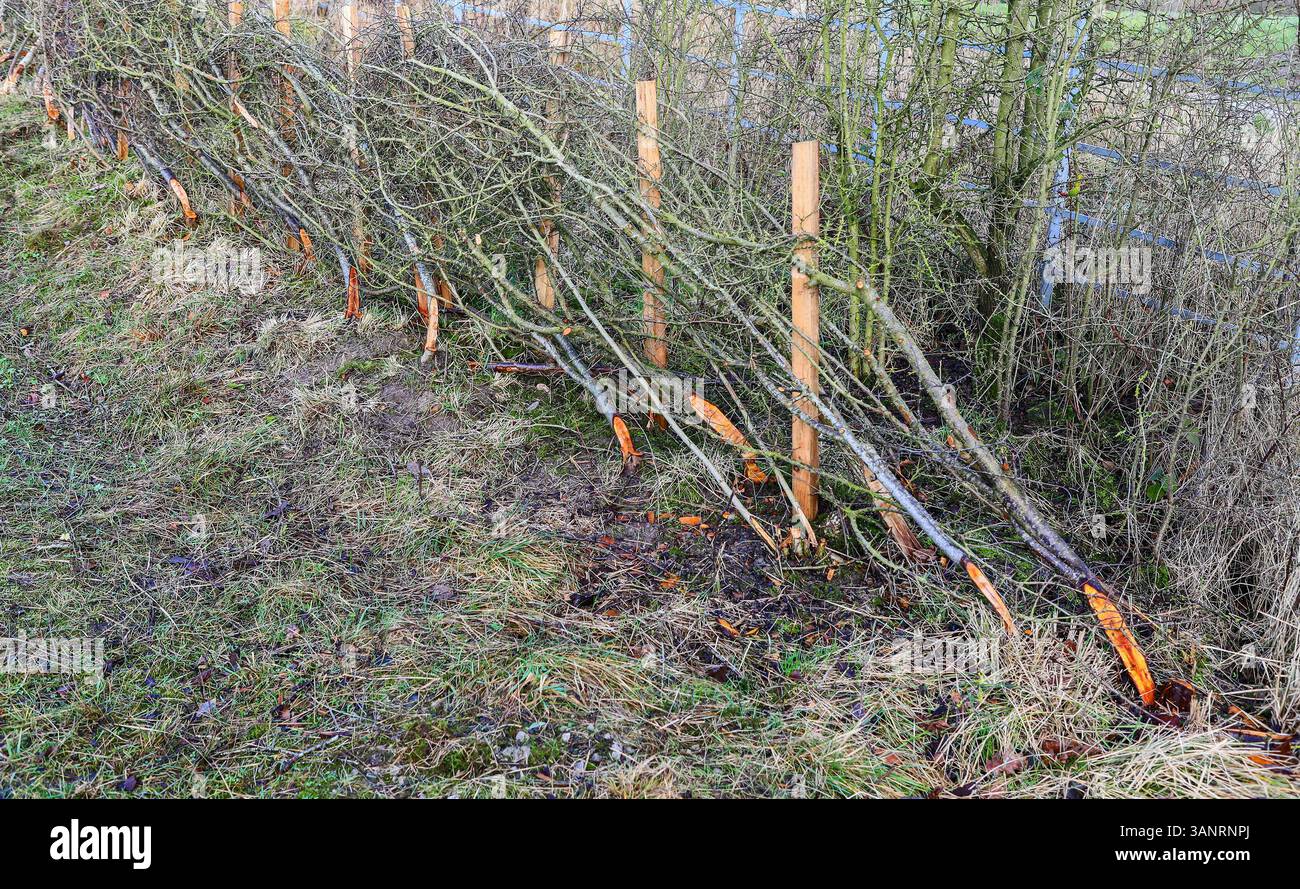 A newly layered hedge at Silverdale Community Country Park, Silverdale ...