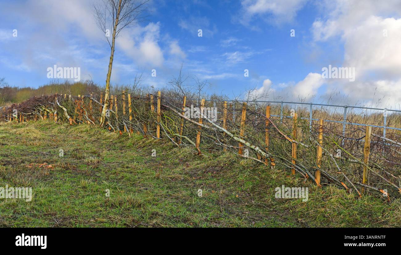 A newly layered hedge at Silverdale Community Country Park, Silverdale ...