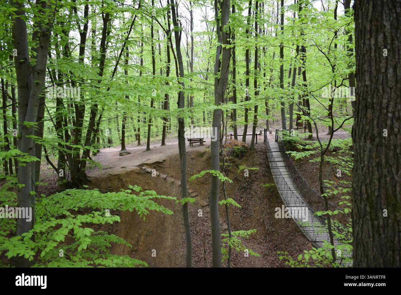 Suspension Rope Bridge in a Lush Green Forest – Adventure Hiking Trail ...