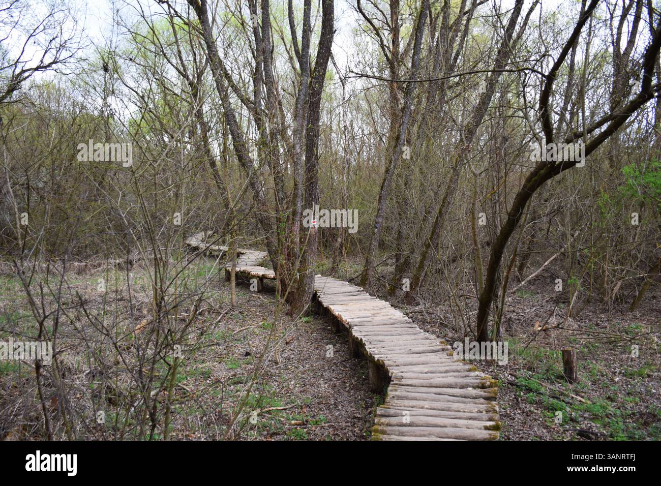 Wooden Log Pathway: A Rustic Nature Trail Through Lush Forest. Wooden ...